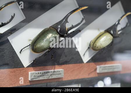 Specimen exhibition of beetle, Nawa Museum of Insects, Gifu City, Gifu ...