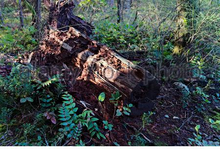 Spooky looking decomposing tree stump in rainforest, Ecuador, with ...