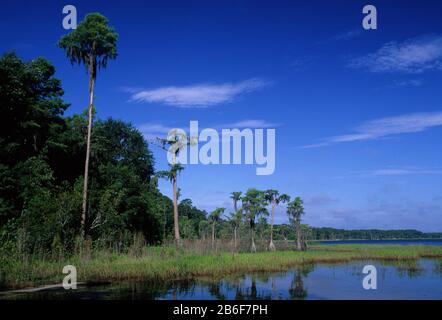 Ocean Pond, Osceola National Forest, Florida Stock Photo - Alamy