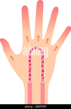 Normal hand blood circulation illustration Stock Vector Image & Art - Alamy