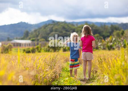 Kids visit rice plantation in Asia. Children playing in paddy field by ...