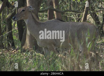 A Wild Cow or Nilgai or Blue bull in Rohini Forest, Western Terai ...