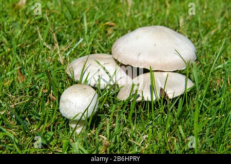 Wiesen-Champignon (Agaricus campestris Stock Photo - Alamy