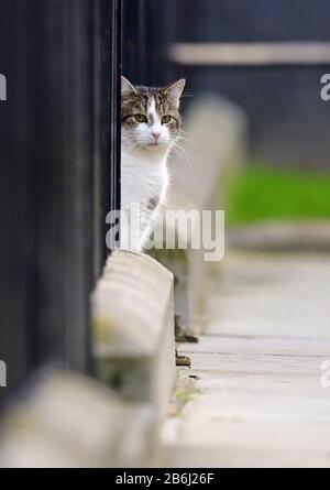 Larry the Cat sits on the doorstep of number 10 Downing Street ...