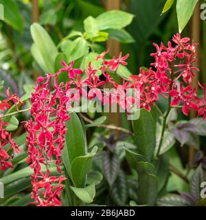 Closeup red flowers of orchid Aranda JamesStorie Stock Photo - Alamy