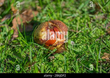 Opened horse chestnut (Aesculus) shell Stock Photo - Alamy
