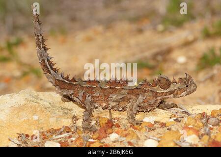 Thorny dragon (Moloch horridus) in desert habitat, Australia Stock ...