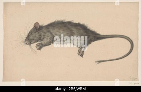 Dode rat Dead rat Object Type : Drawing Object number: RP-T 1904-289X ...