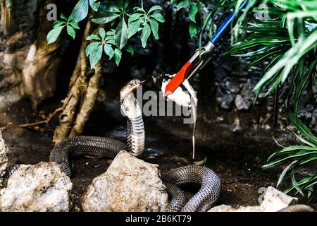 Viper snake eating white rat in the zoo Stock Photo - Alamy