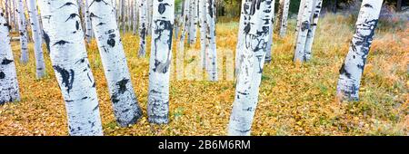 Aspen trees in Hart Prairie, Coconino National Forest, display vibrant ...