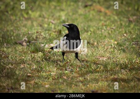 Common and eurasian magpie in Espejo, Alava, Spain Stock Photo - Alamy