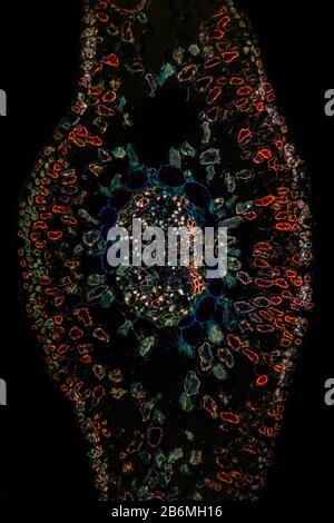 Pine needle cross section 100x Stock Photo - Alamy