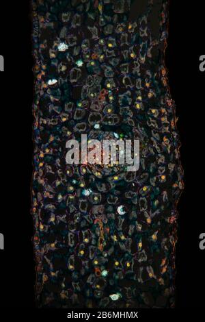 Mistletoe leaf in cross section 100x Stock Photo - Alamy