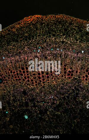 Willowherb with stem in cross section 100x Stock Photo - Alamy