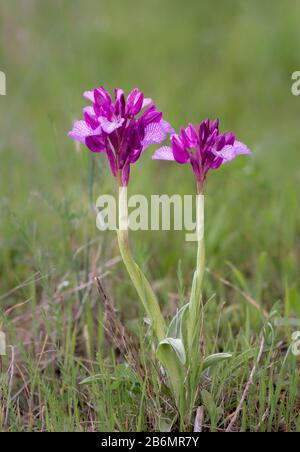 Butterfly orchis (Orchis papilionacea, Anacamptis papilionacea ...