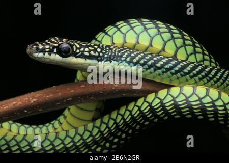 PARADISE FLYING SNAKE Chrysopelea paradisi Sabah, Borneo, Malaysia ...