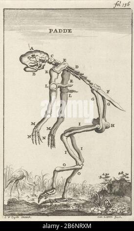 toad skeleton labeled