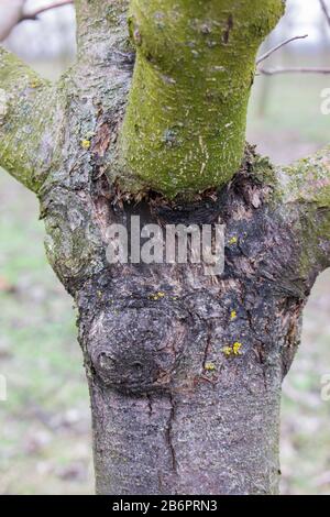Fruit tree disease black cancer caused by the fungus sphaeropsis ...