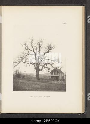 The Avery oak, Dedham, c. 1880 - in or before 1890 photomechanical ...