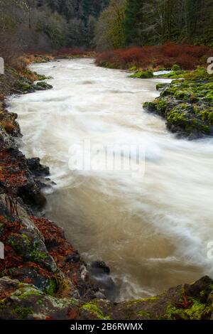 Nehalem River, Tillamook State Forest, Elsie, Oregon, USA Stock Photo ...