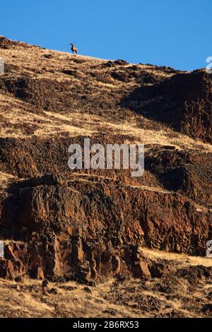 Bighorn sheep, Deschutes Wild and Scenic River, Lower Deschutes ...