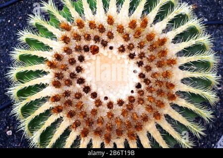 Round decorative cactus, top view Stock Photo - Alamy