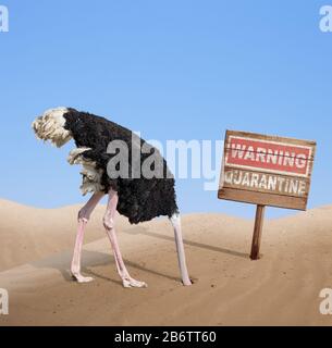 scared ostrich with head in sand near warning quarantine bio hazard ...