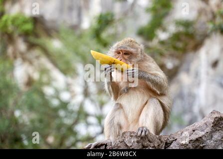 Hungry monkeys in reserve , take food from person Stock Photo - Alamy