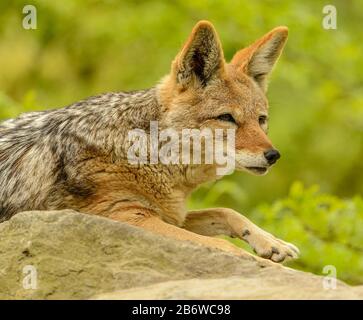 Single white wolf dog laying close up portrait in summer Stock Photo ...
