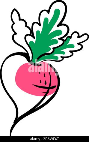 radish food organic vegetable vector seamless pattern Stock Vector ...