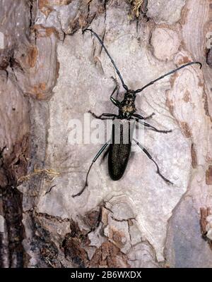 Musk beetle (Aromia moschata) Insecta Stock Photo - Alamy