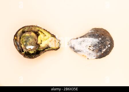 An avocado cut in half moldy on a plate Yellow background Rotten Food ...