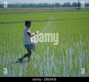 Filipino broadcasting fertilizer onto paddy rice crop Philippines Stock ...
