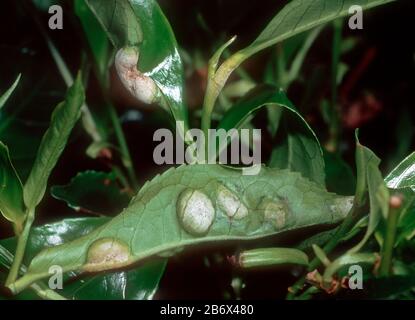 Blister blight (Exobasidium vexans) white blisters on tea leaves ...