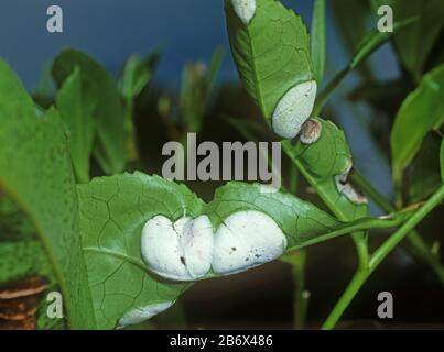 Blister blight (Exobasidium vexans) white blisters on tea leaves ...