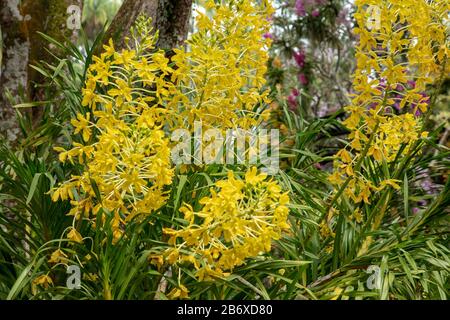 Orchid Grammatophyllum speciosum seen outdoors closeup Stock Photo - Alamy