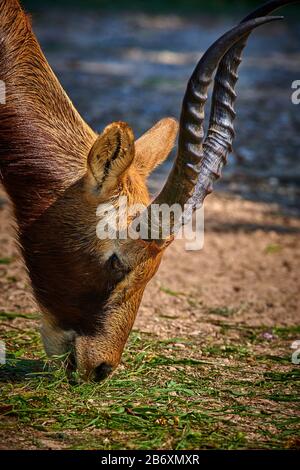 Baby Nile Lechwe or Mrs Gray's lechwe antelope (Kobus megaceros ...