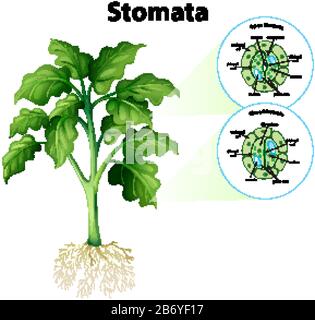 Diagram showing stomata on the chart illustration Stock Vector Image ...