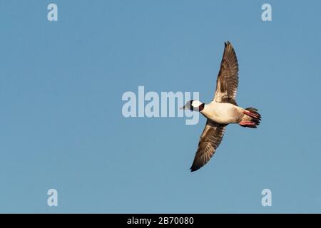 Drake Bufflehead duck in flight Stock Photo - Alamy
