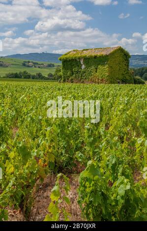 grapes vineyard vines country wineyard winery rural bunches of grapes ...