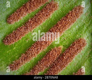 Sori, Harts-tongue fern (Asplenium scolopendrium Stock Photo - Alamy