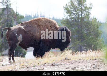 Buffalo outdoors in a feld Stock Photo - Alamy