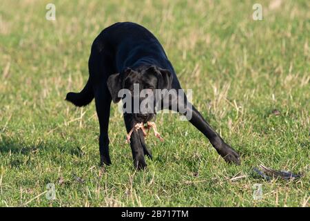 Black Labrador puppy eating a dead bird in a field Stock Photo - Alamy