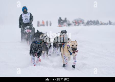 Musher Martin Buser competing in the 48th Iditarod Trail Sled Dog Race ...