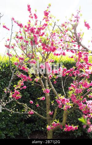 Blossoming Red Baron peach tree Stock Photo - Alamy