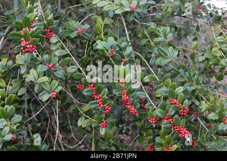 Ilex dimorphophylla - Okinawa holly Stock Photo - Alamy