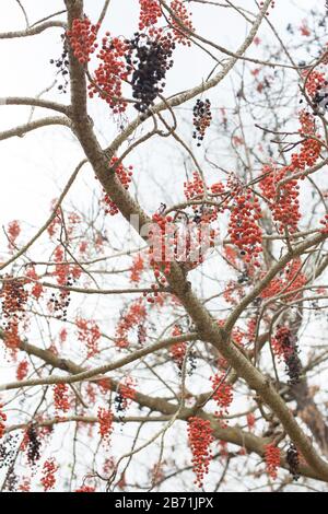 Idesia polycarpa - igiri tree Stock Photo - Alamy