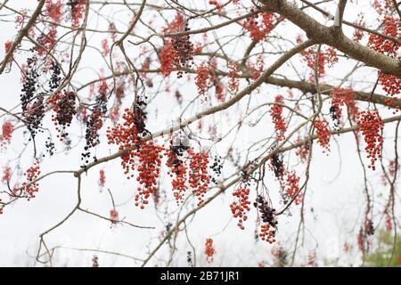 Idesia polycarpa - igiri tree Stock Photo - Alamy