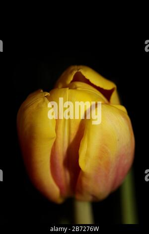 Tulip aximensis,Tulipa aximensis,red flowers,ammi,wildflower meadow ...