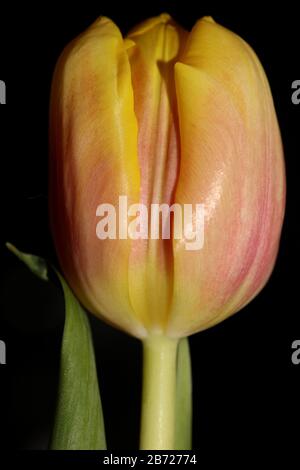 Tulip flower macro background high quality tulipa aximensis family ...